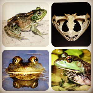 American bullfrog | Frogs Are Green