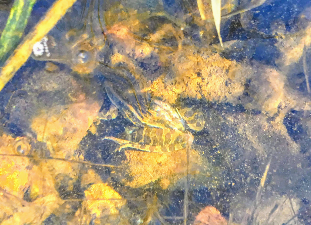 What's that croaking Under the Ice? It's Winter Frogs! | Frogs Are Green