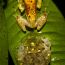 People Helping Frogs and Toads | Frogs Are Green