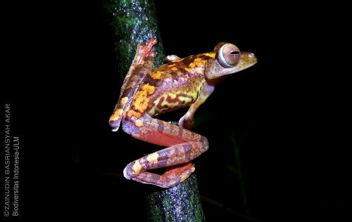 Winners of the 2018 Rainforest Photo Contest | Frogs Are Green